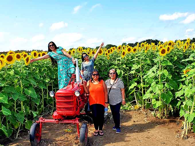 Four friends celebrate their sunflower adventure atop a classic red tractor &ndash; proving farm equipment makes the best viewing platform.