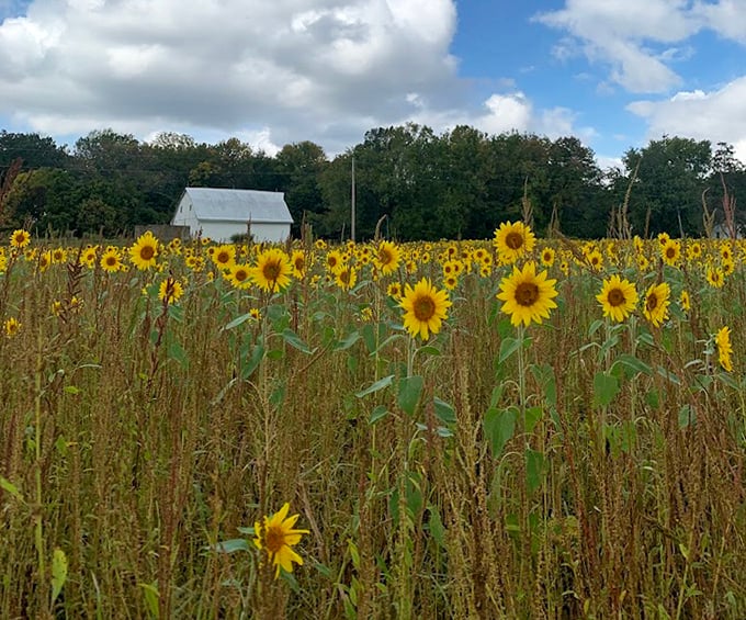 The classic red barn stands sentinel over the sunflower fields, a picture-perfect reminder of Illinois' rich agricultural heritage.