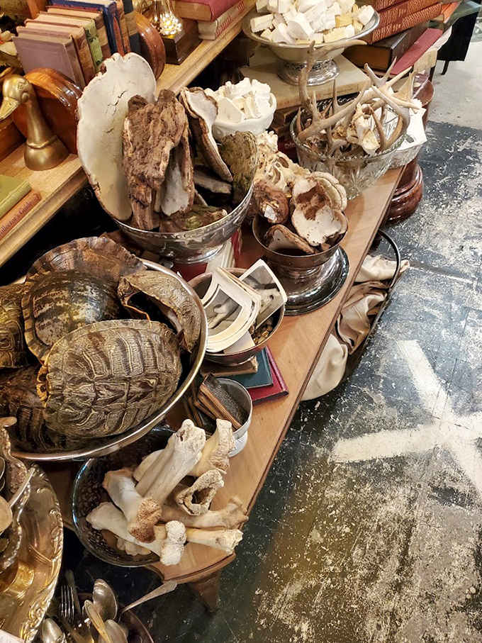 Natural history meets a cabinet of curiosities in this collection of shells, fossils and specimens &ndash; tangible reminders of the earth's ancient stories.