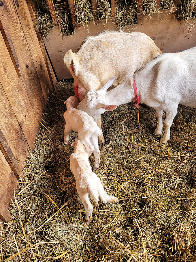 New arrivals! These adorable kids and their attentive mother represent the farm's commitment to sustainable, multi-faceted agriculture.