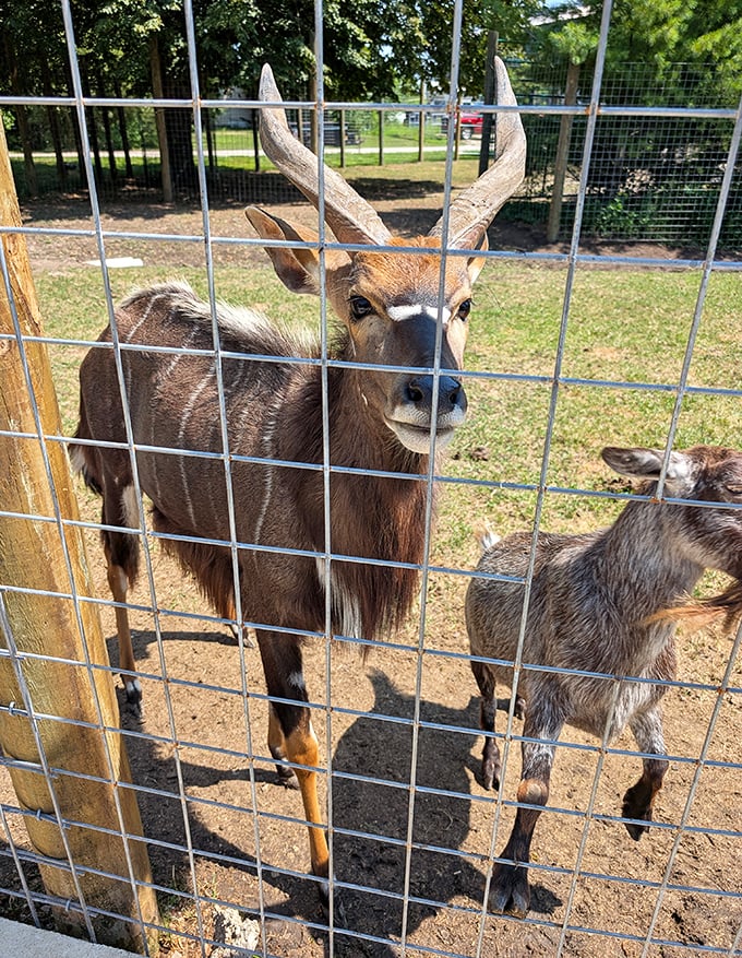 Antlered ambassador greets visitors through the fence while his goat buddy photobombs the perfect wildlife portrait.