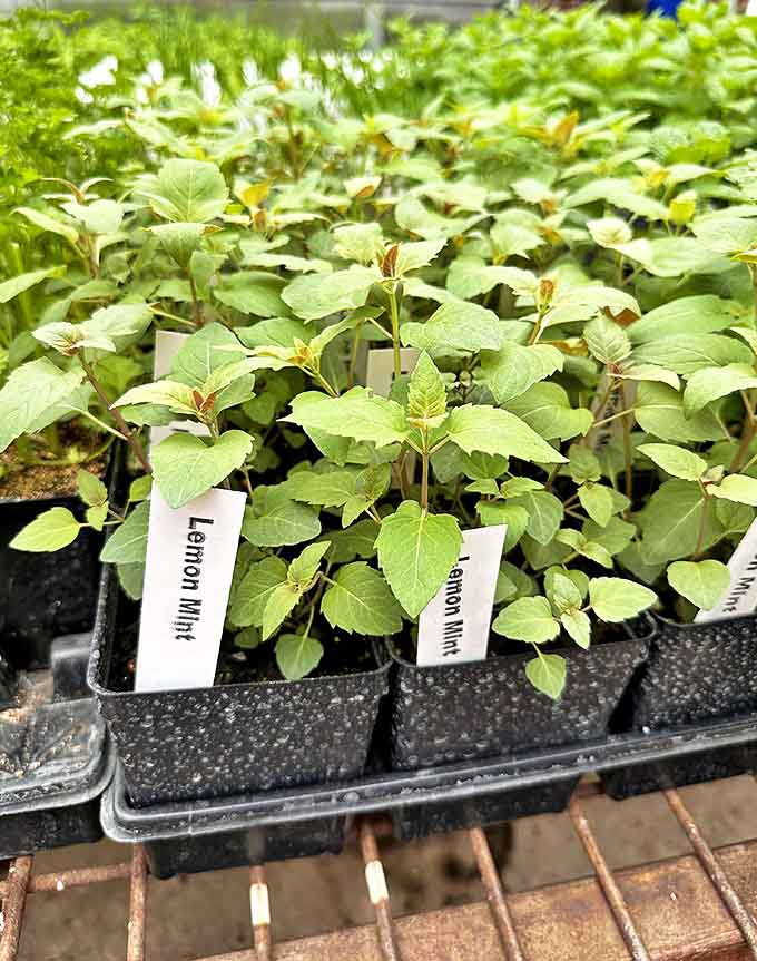 Tiny lemon mint seedlings promise future aromatic delights &ndash; the farm's diversity extends well beyond its famous sunflowers.