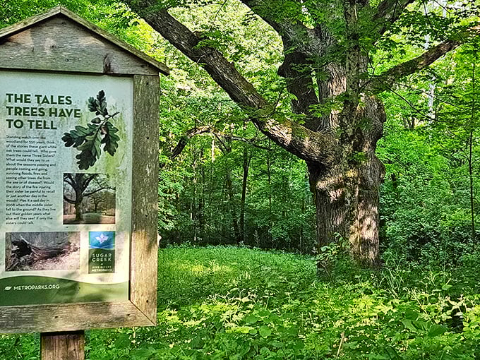 This ancient oak stands as a testament to time – its gnarled branches reaching skyward like an old friend waving hello to passing clouds.