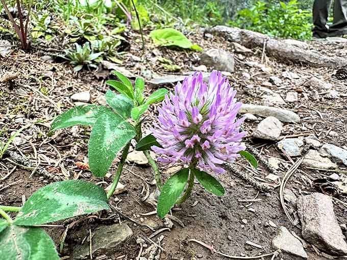 A purple clover blossom adds a splash of color to the forest floor &ndash; nature's way of accessorizing even the simplest hiking path.