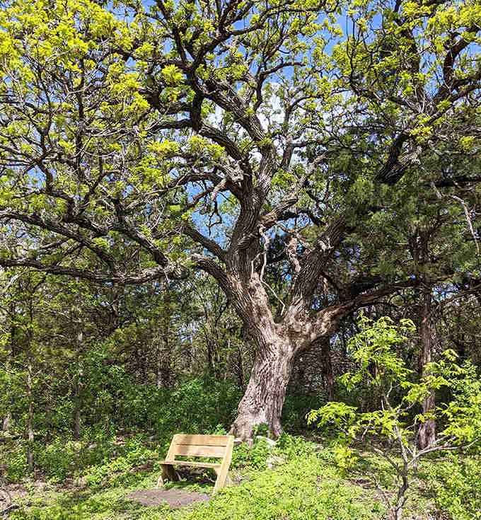 This ancient oak has witnessed centuries of change, from wild prairie to farmland and back to bison territory again.