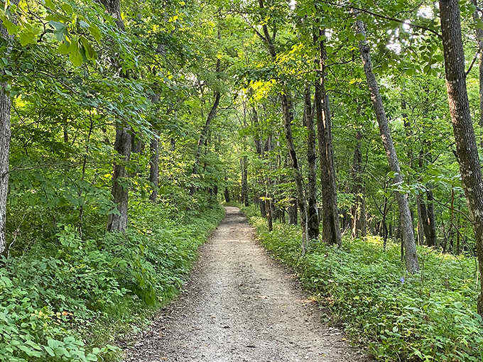 Sunlight filters through the forest canopy along this serene trail, creating nature's version of Instagram filters without the data usage.
