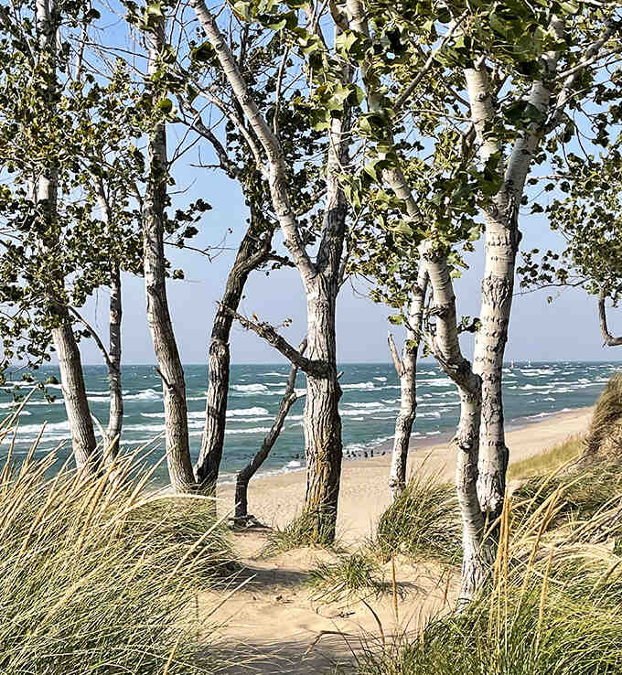 Trees frame the beach view like nature's own picture frame, because even the vegetation here knows how to make an entrance and set a scene.