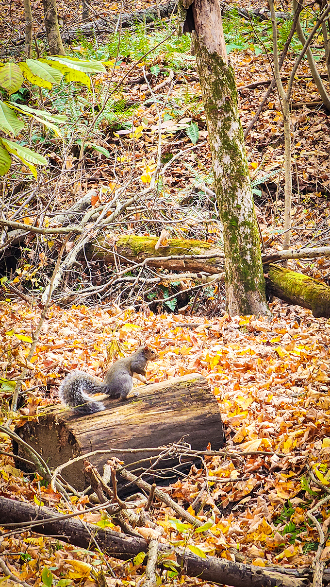 A curious squirrel pauses mid-acorn hunt, the forest's unofficial welcoming committee caught in a rare moment of stillness.