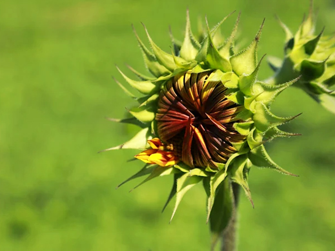 A sunflower bud preparing for its debut, tightly wrapped and full of potential &ndash; nature's own "coming soon" announcement.