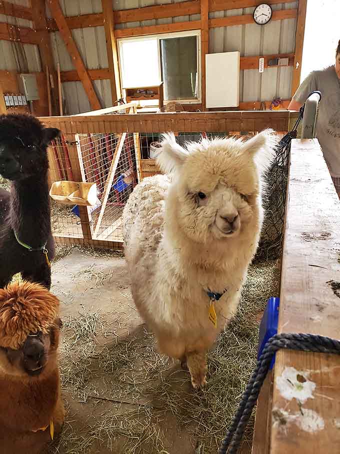 Behind the scenes at Frosty Ridge, where the alpacas hold their daily staff meeting to discuss visitor entertainment strategies.