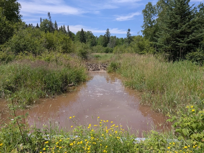 Wetland wilderness stretches toward distant pines, a beaver's engineering marvel creating habitat for countless unseen creatures.