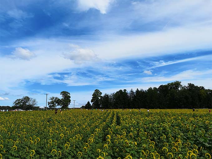 The vastness of the field becomes apparent from this angle &ndash; thirty acres of pure sunshine growing from the ground.