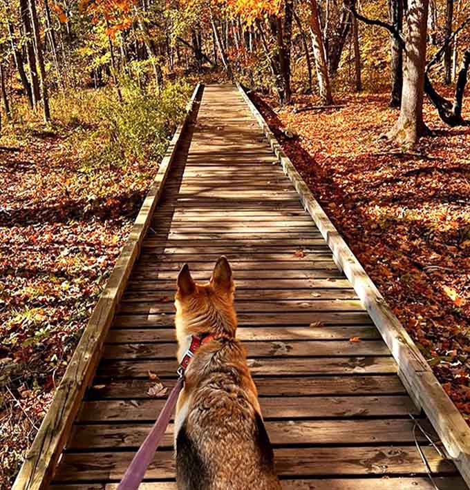 Autumn's wooden walkway cuts through a sea of fallen leaves, creating a path that practically begs for a contemplative stroll.