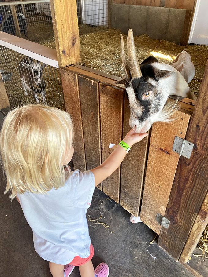 The universal expression of delight mixed with slight trepidation as tiny fingers meet hungry goat lips.