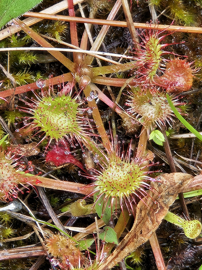 Carnivorous sundews glisten with deadly dewdrops&mdash;nature's reminder that even plants can have a taste for the dramatic.