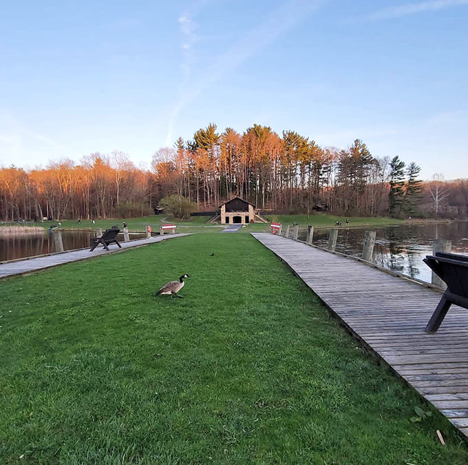 Waterfront serenity: Even the local wildlife stops to appreciate the view. That goose has better taste in scenery than most tourists.