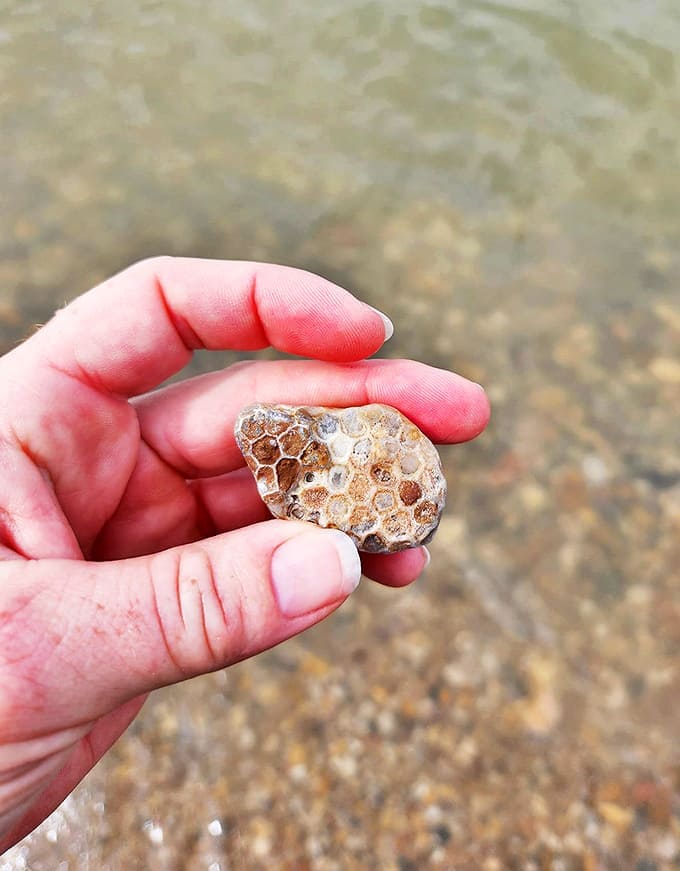 Ancient coral patterns frozen in stone &ndash; holding a Petoskey fossil connects you directly to Michigan's prehistoric underwater past.