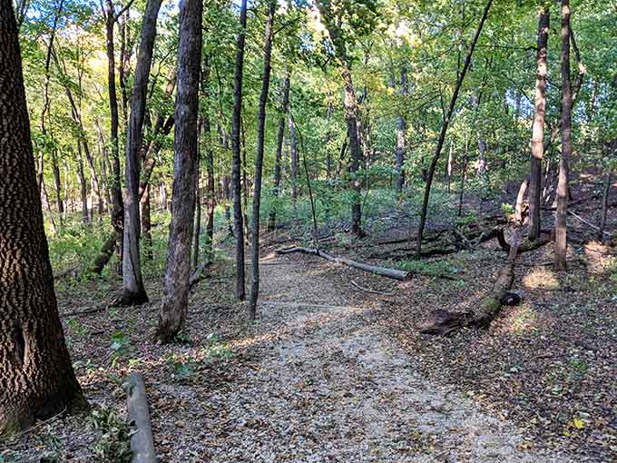 Forest trails invite wanderers deeper into the Big Woods, where every turn promises new discoveries and zero cell phone reception, which is actually the point.