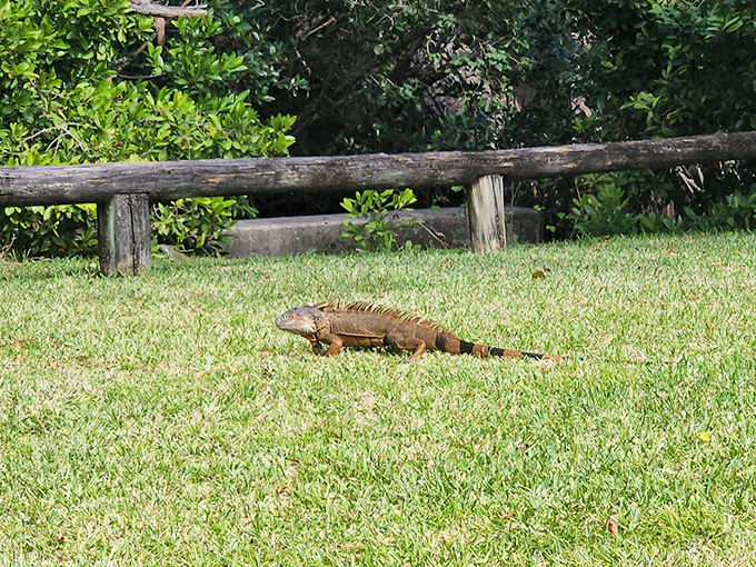 Florida's unofficial welcoming committee &ndash; this sunbathing iguana demonstrates the proper technique for achieving maximum vitamin D absorption.