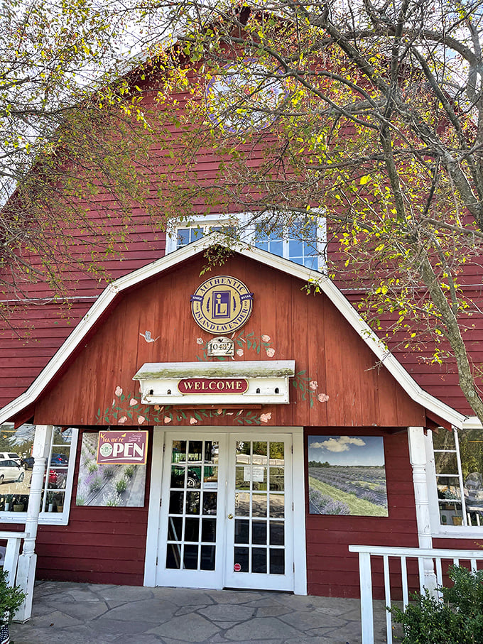 Island Lavender's barn-red welcome center promises fragrant treasures inside, with fields of purple blooms just beyond.
