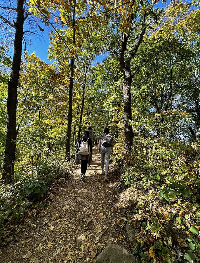 Fellow hikers forge ahead on the leaf-strewn path, their silhouettes dwarfed by the cathedral of trees standing sentinel overhead.