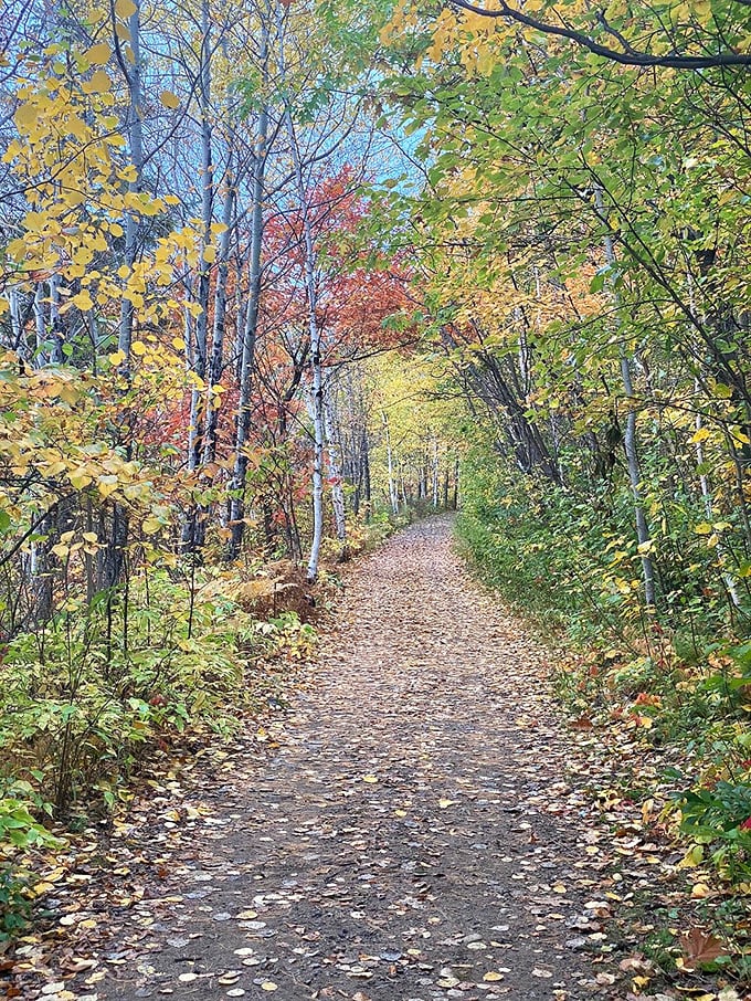 A woodland path carpeted with fallen leaves invites contemplative strolls through nature's most colorful season.