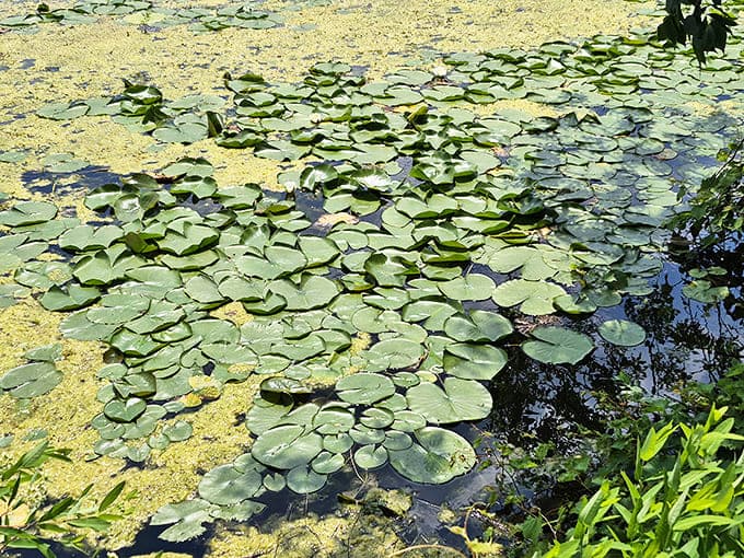 Lily pads create nature's patchwork quilt across the water's surface &ndash; each pad a tiny island universe hosting its own miniature ecosystem.