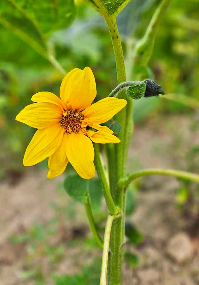 This Mexican sunflower showcases nature's perfect geometry &ndash; a reminder that beauty often lies in the simplest designs.