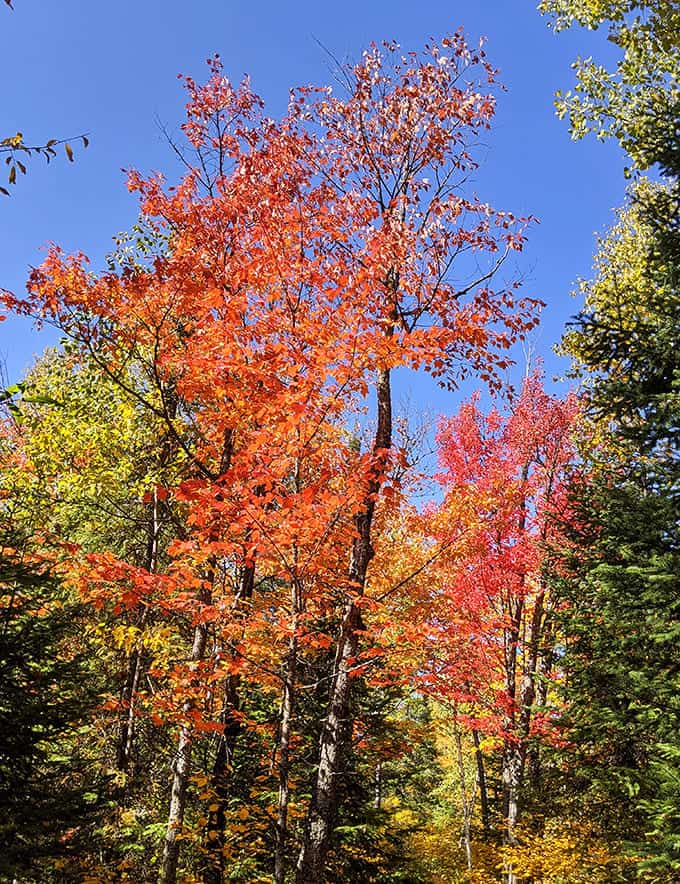 Winter's first snow transforms the forest into a hushed cathedral of white, where evergreens stand as silent sentinels against the cold.