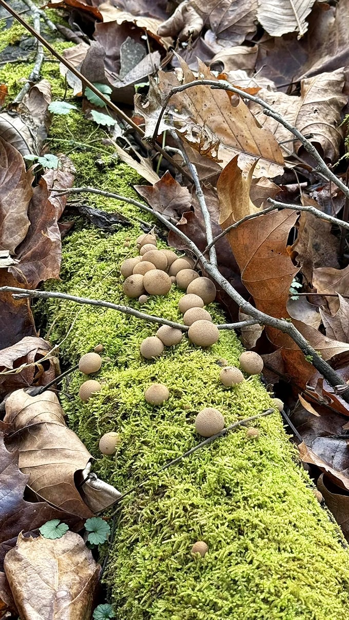 Nature's tiny mushroom village sprouts from moss-covered logs &ndash; proof that even the forest floor hosts more interesting developments than most suburbs.