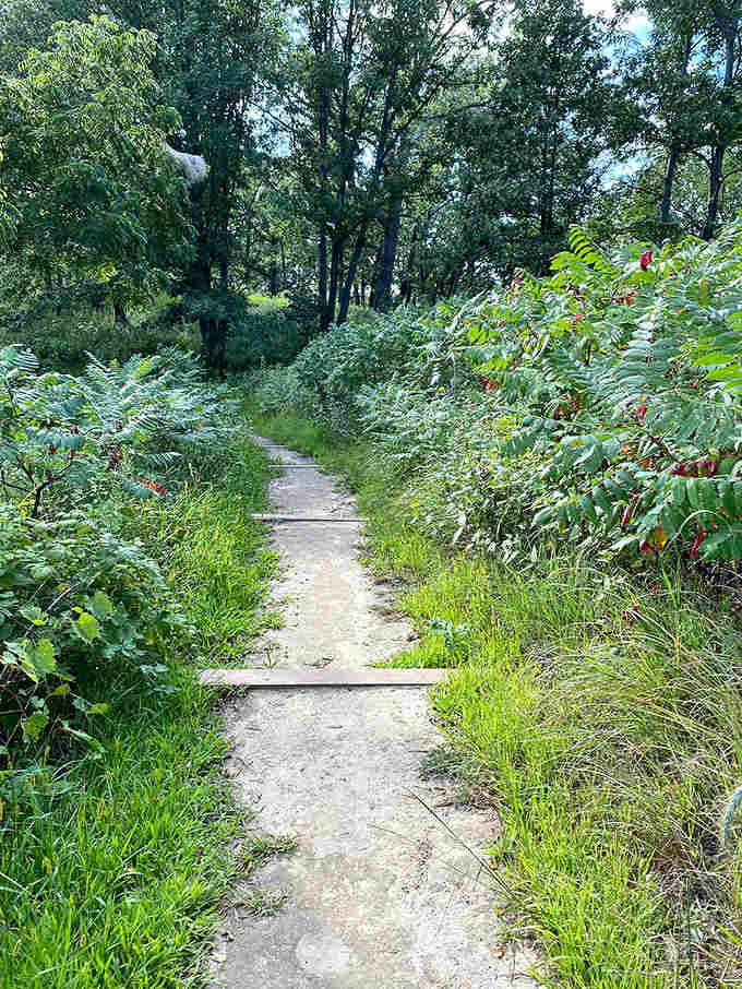 This humble trail through summer greenery is nature's red carpet, leading hikers to spectacular views just around the bend.