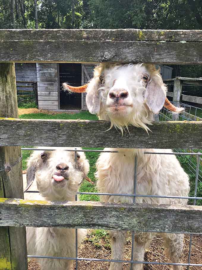 These Pygora goats have perfected the art of the guilt trip with those eyes. Your feed bag doesn't stand a chance.