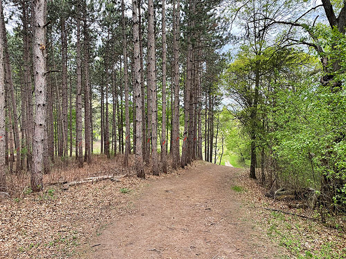 Well-maintained trails wind through sun-dappled forests, making the journey to the falls almost as rewarding as the destination.