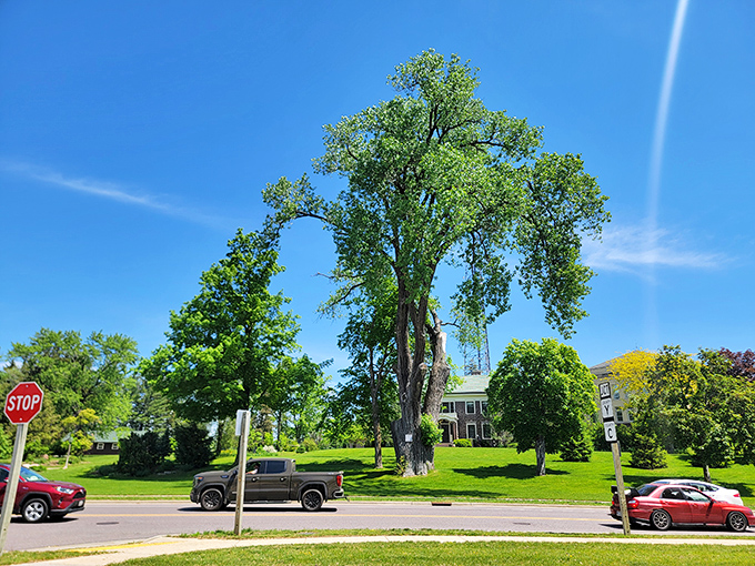 That's not just a tree, that's Wisconsin's largest living landmark, standing tall enough to make redwoods feel slightly inadequate.