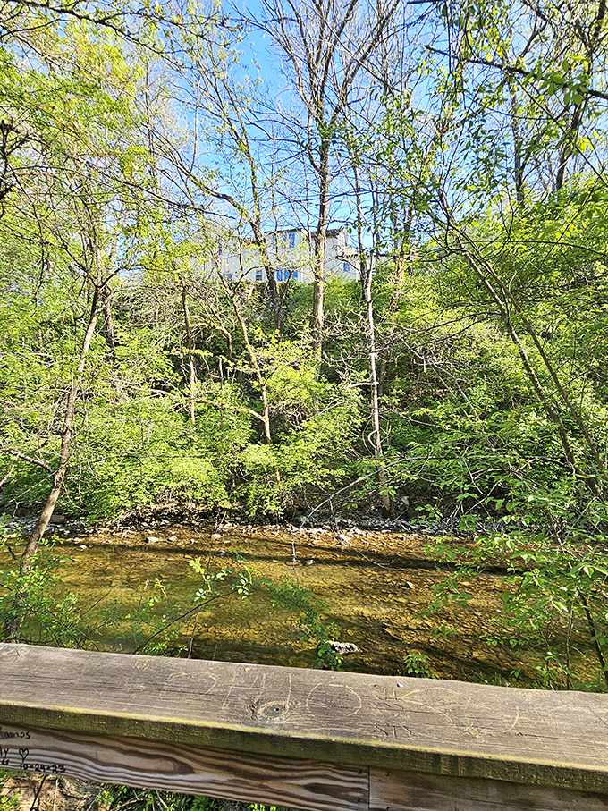 Sunlight filters through the canopy, creating a natural cathedral effect that rivals the most impressive human architecture.
