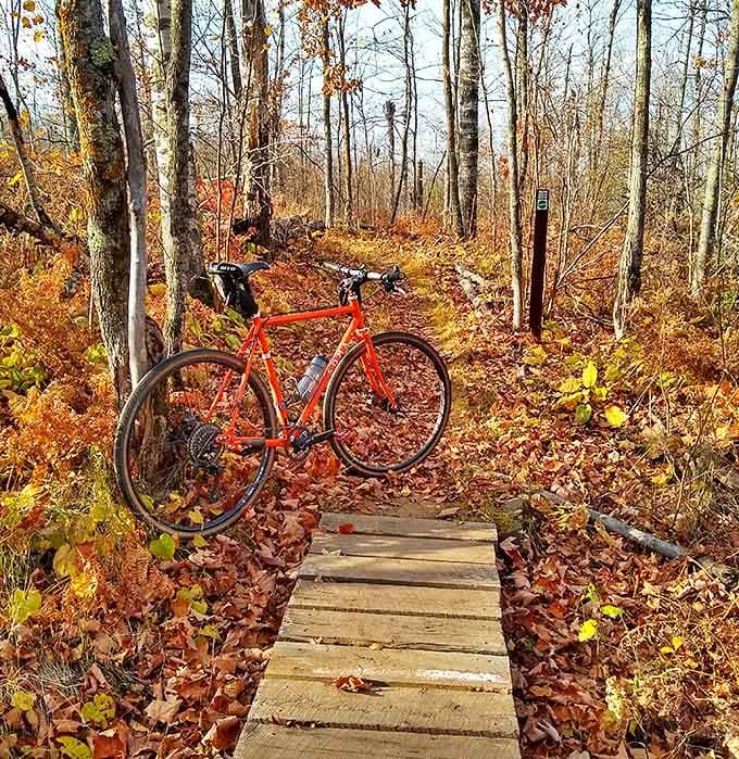 A lone bicycle rests on autumn's golden carpet, its rider likely entranced by some woodland wonder just beyond the frame.