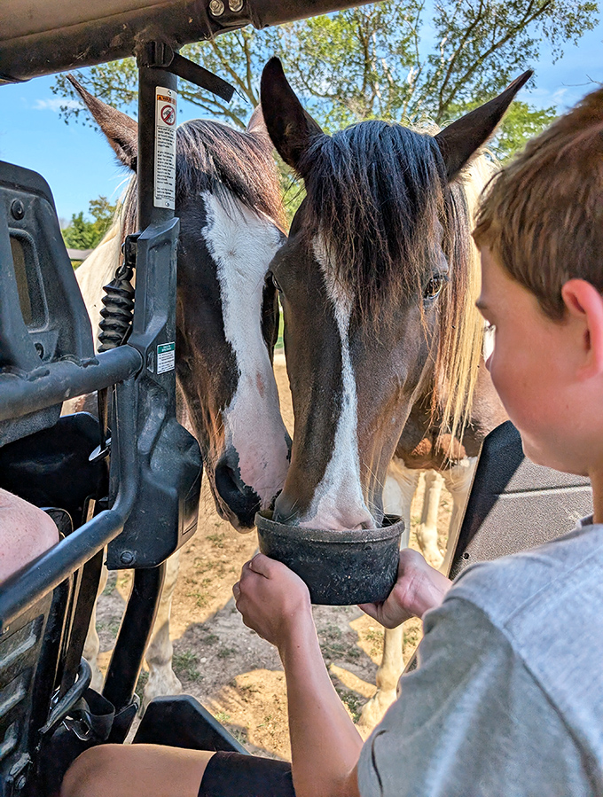 A family feeds approved treats to eager animals, bridging the gap between human and wildlife worlds through a simple act of sharing.