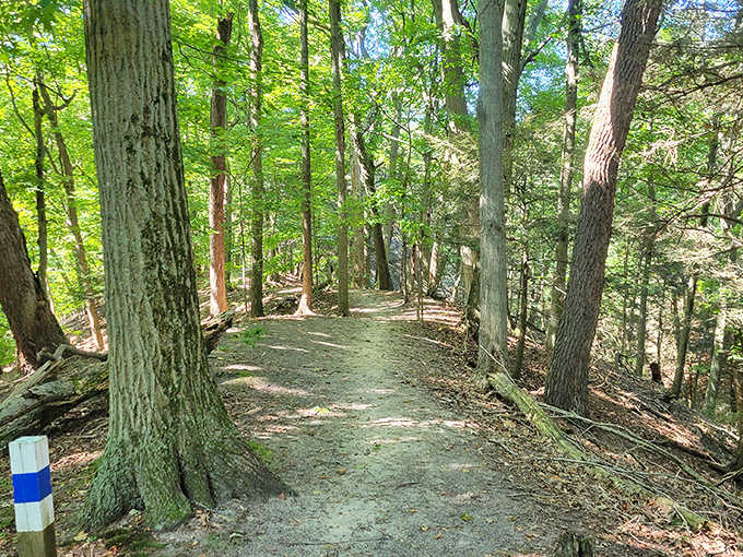 Forest trails near the beach offer a completely different adventure, where dappled sunlight and quiet paths provide the perfect counterpoint to sandy shores.