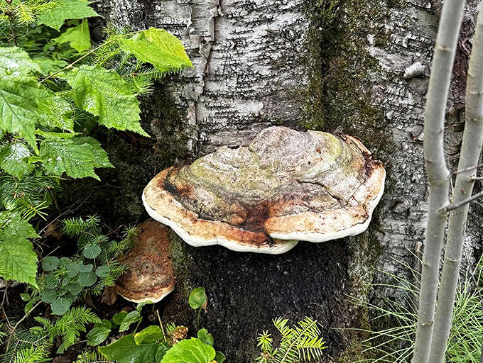 Nature's shelf fungus: not just a mushroom, but a tiny balcony where woodland fairies might gather for their evening concerts.