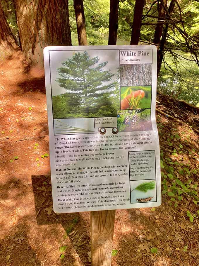 Educational signage throughout the preserve helps visitors learn about the ecosystem without feeling like they're back in school taking a test.