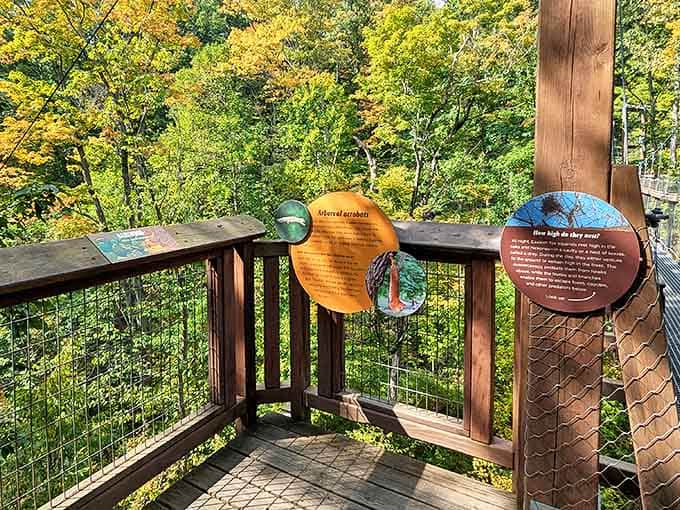 Knowledge enhances wonder &ndash; these informational signs transform a beautiful walk into an educational journey through forest ecology.