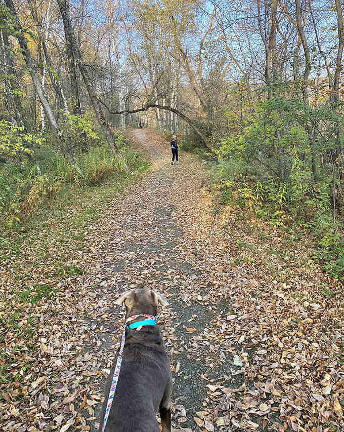 Four-legged explorers lead the way down rock-carpeted trails, where every scent tells a story only they can fully appreciate.