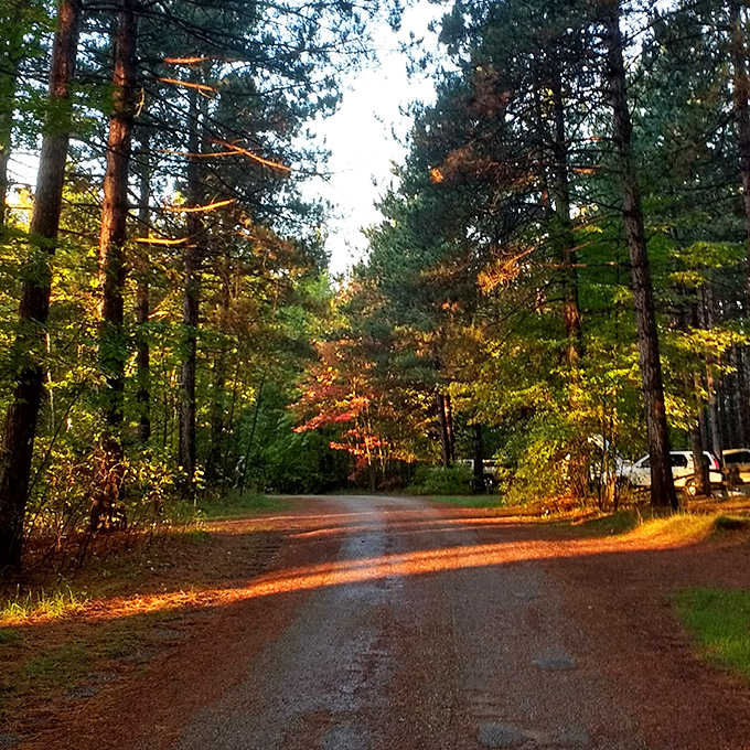 Golden hour transforms this forest road into a pathway of light &ndash; nature's red carpet welcoming you to your wilderness home.