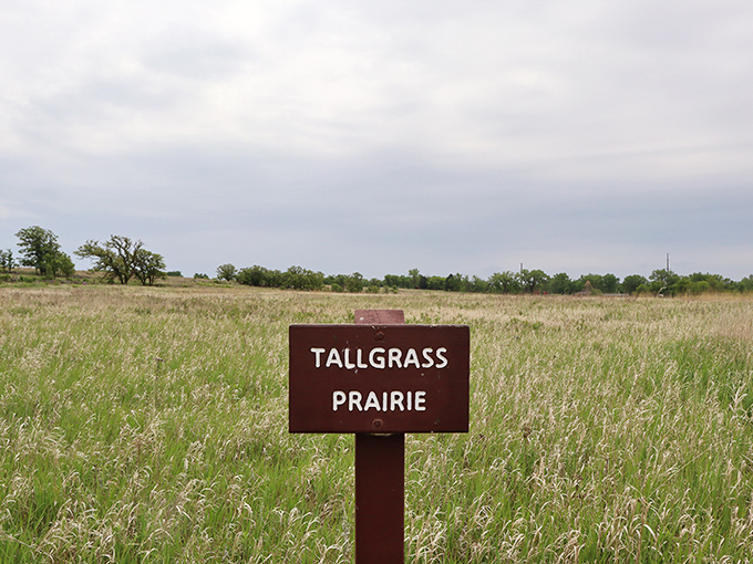 The tallgrass prairie stretches toward the horizon, a living museum of the ecosystem that once dominated America's heartland.