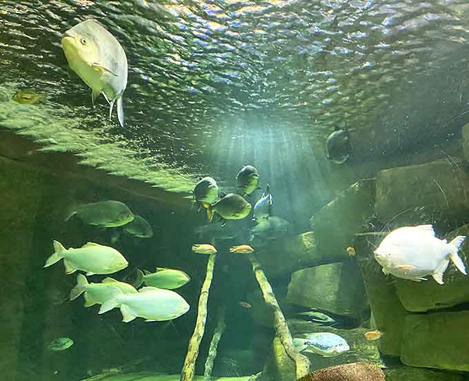 Sunlight filters through water, creating ethereal patterns as fish navigate their carefully maintained habitats with the casual grace of underwater ballerinas.