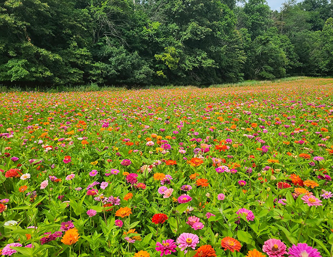 A kaleidoscope of zinnias, cosmos and wildflowers creates nature's most vibrant carpet, inviting visitors to wander through this living color wheel.