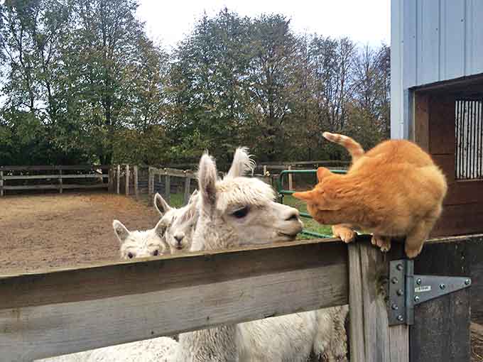 Even the farm cats get in on the action, proving that Magic Meadows is where all creatures great and small coexist peacefully.