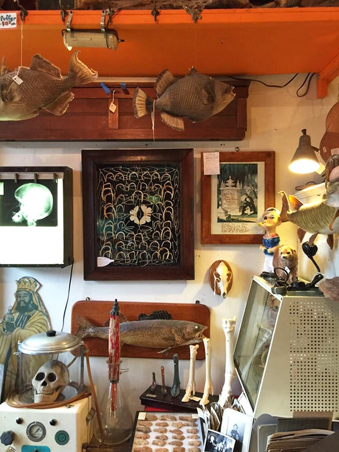 X-ray Reader & Framed Wishbones: Medical history meets superstition in this corner display &ndash; science and folklore sharing shelf space like old friends with different worldviews.