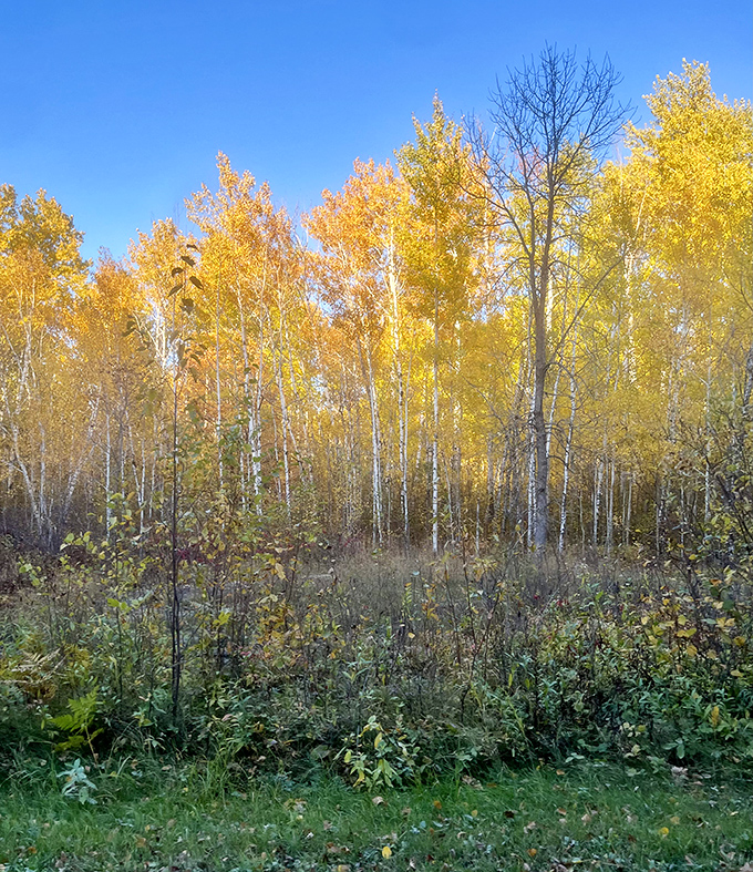 Autumn brings spectacular color displays that rival any New England foliage tour, just with better Midwestern hospitality.