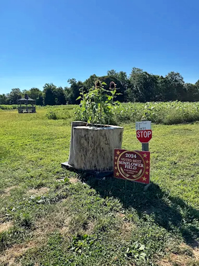 Even the smallest sunflower gets its moment in the spotlight, proudly displaying its award-winning status among the giants.